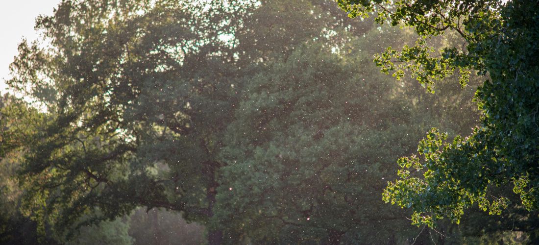 Everything You Need to Know About The Pollen Count - Chemist Click